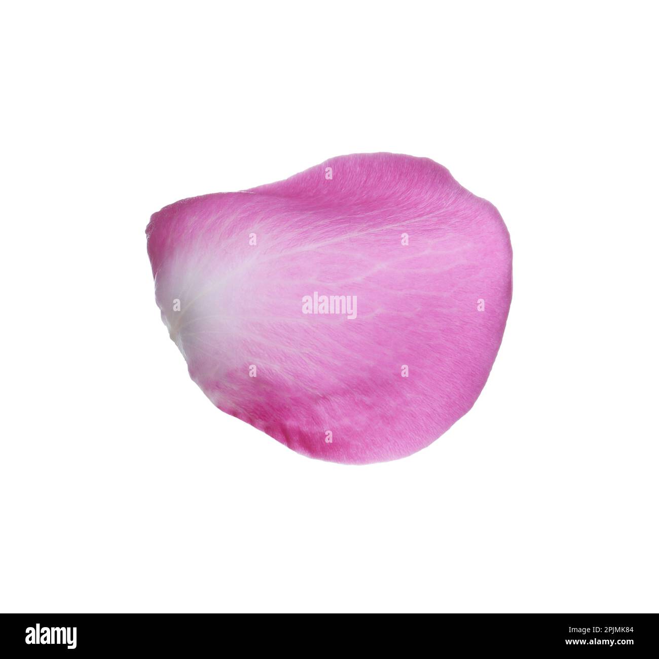 Pink rose flower petal on white background Stock Photo - Alamy
