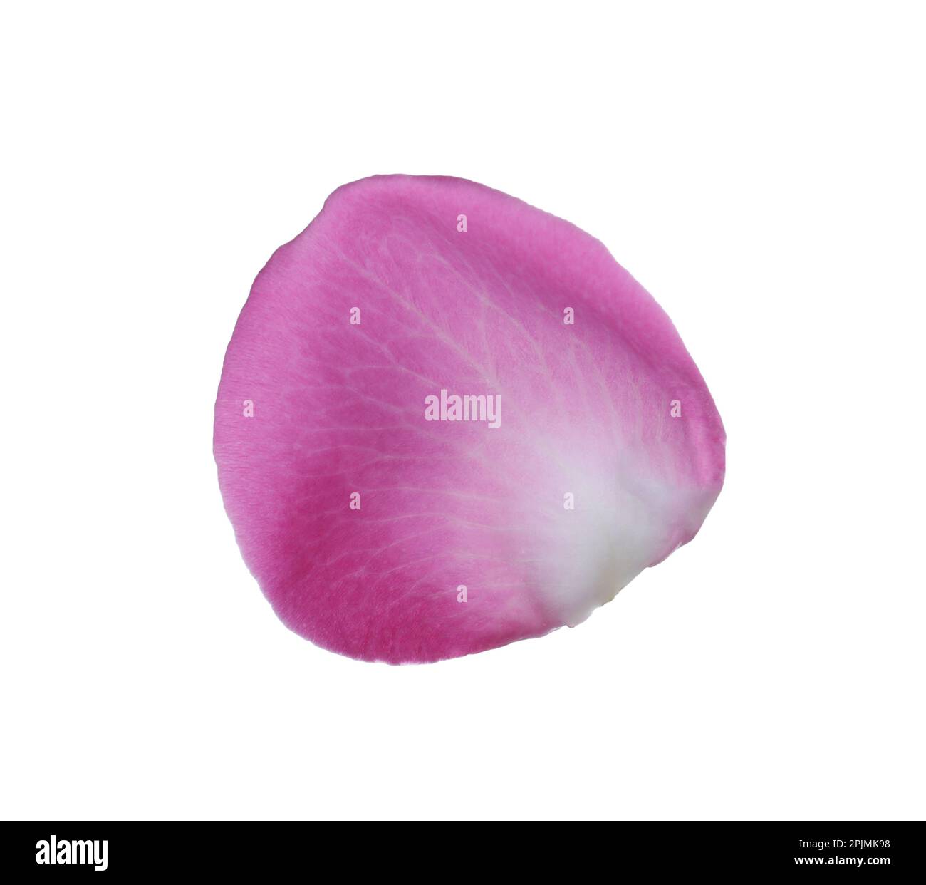 Pink rose flower petal on white background Stock Photo - Alamy
