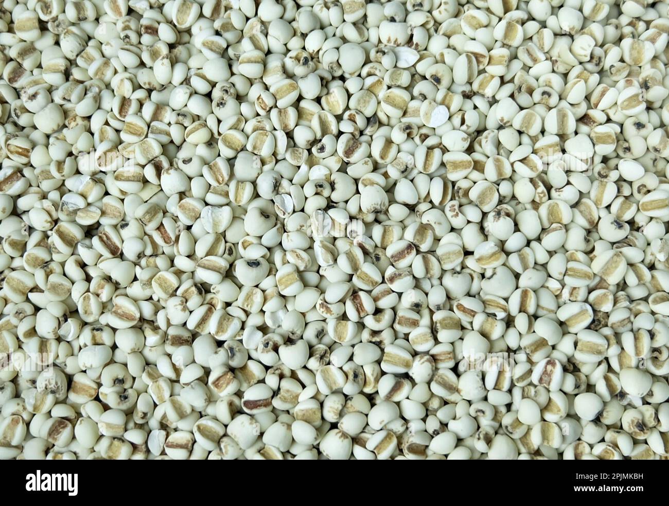 Vegetable and Herb, Close Up of Job's Tears, Coixseed, Tear Grass, Hato ...