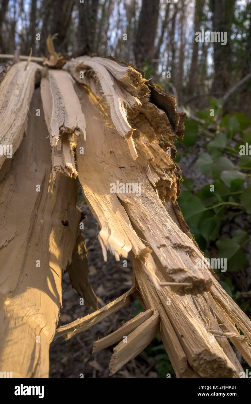 Young tree broken with splinters in the middle of the forest by the ...
