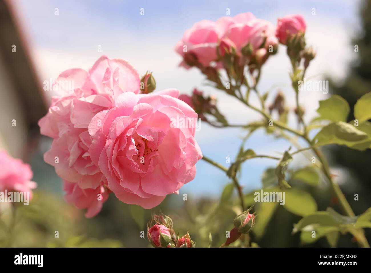 Bush with beautiful pink tea roses outdoors, closeup Stock Photo - Alamy