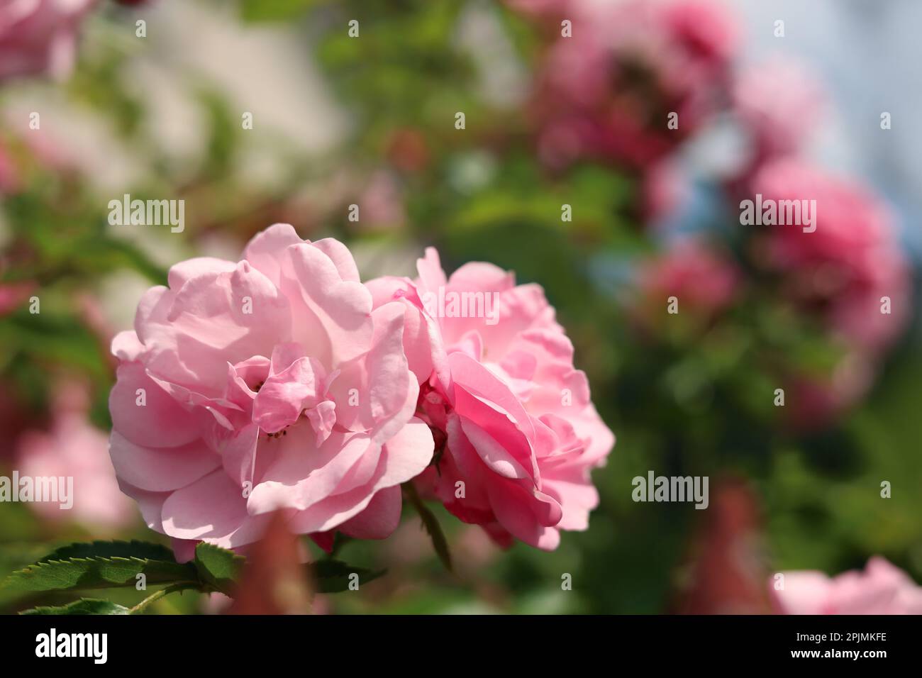 Bush with beautiful pink tea roses outdoors, closeup. Space for text ...