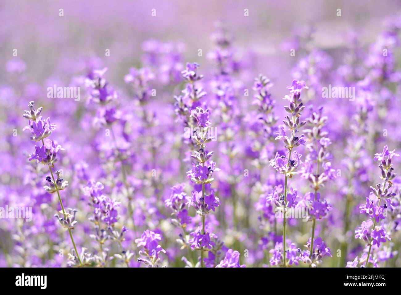 Beautiful lavender flowers growing in field, closeup Stock Photo - Alamy