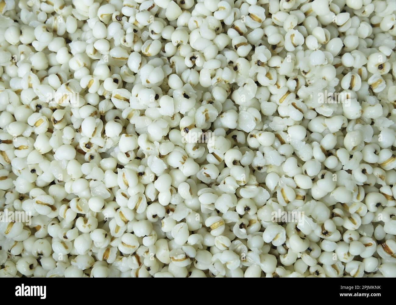 Steamed Job's Tears, Coixseed, Tear Grass, Hato Mugi, Adlay or Adlai ...