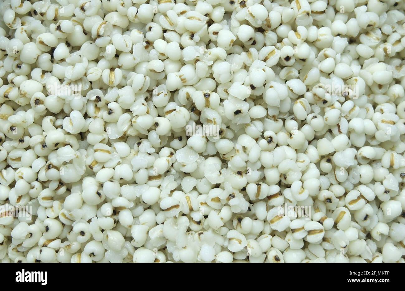 Steamed Job's Tears, Coixseed, Tear Grass, Hato Mugi, Adlay or Adlai ...