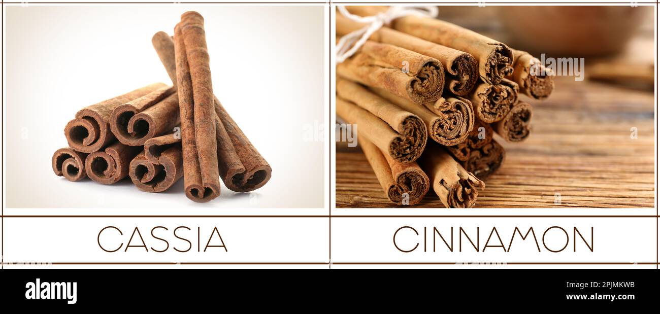 Collage with photos of cassia and ceylon cinnamon sticks. Banner design ...