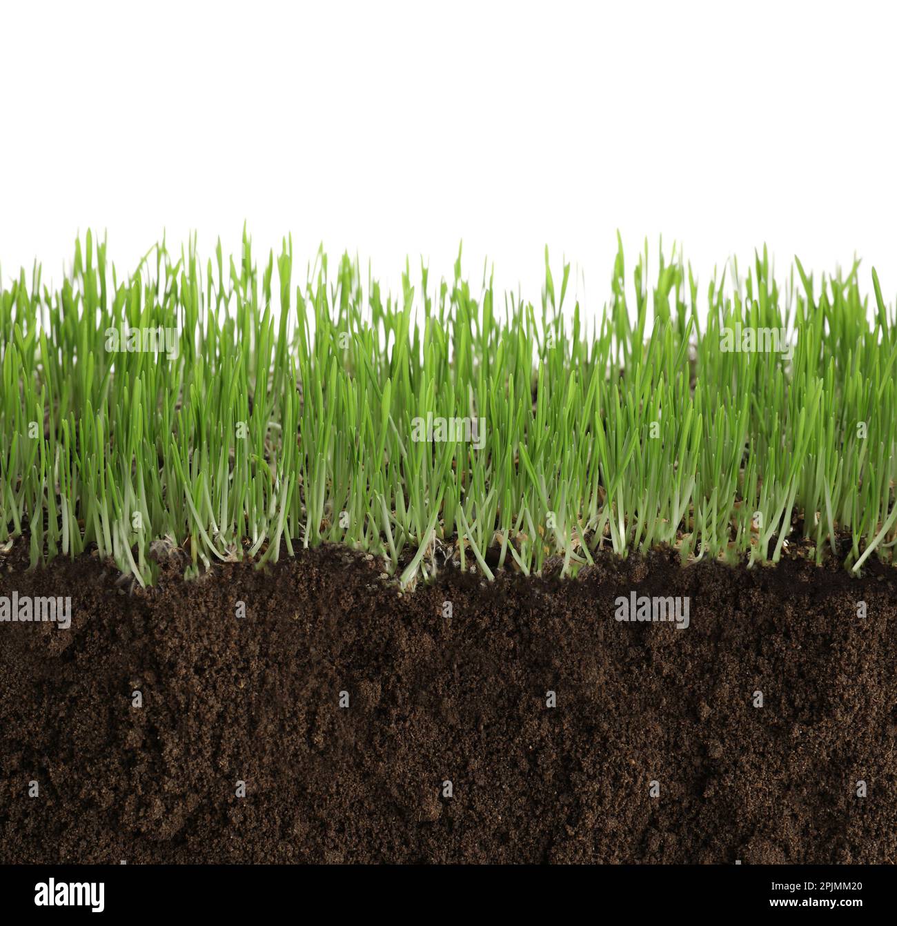 Soil with lush green grass on white background Stock Photo - Alamy