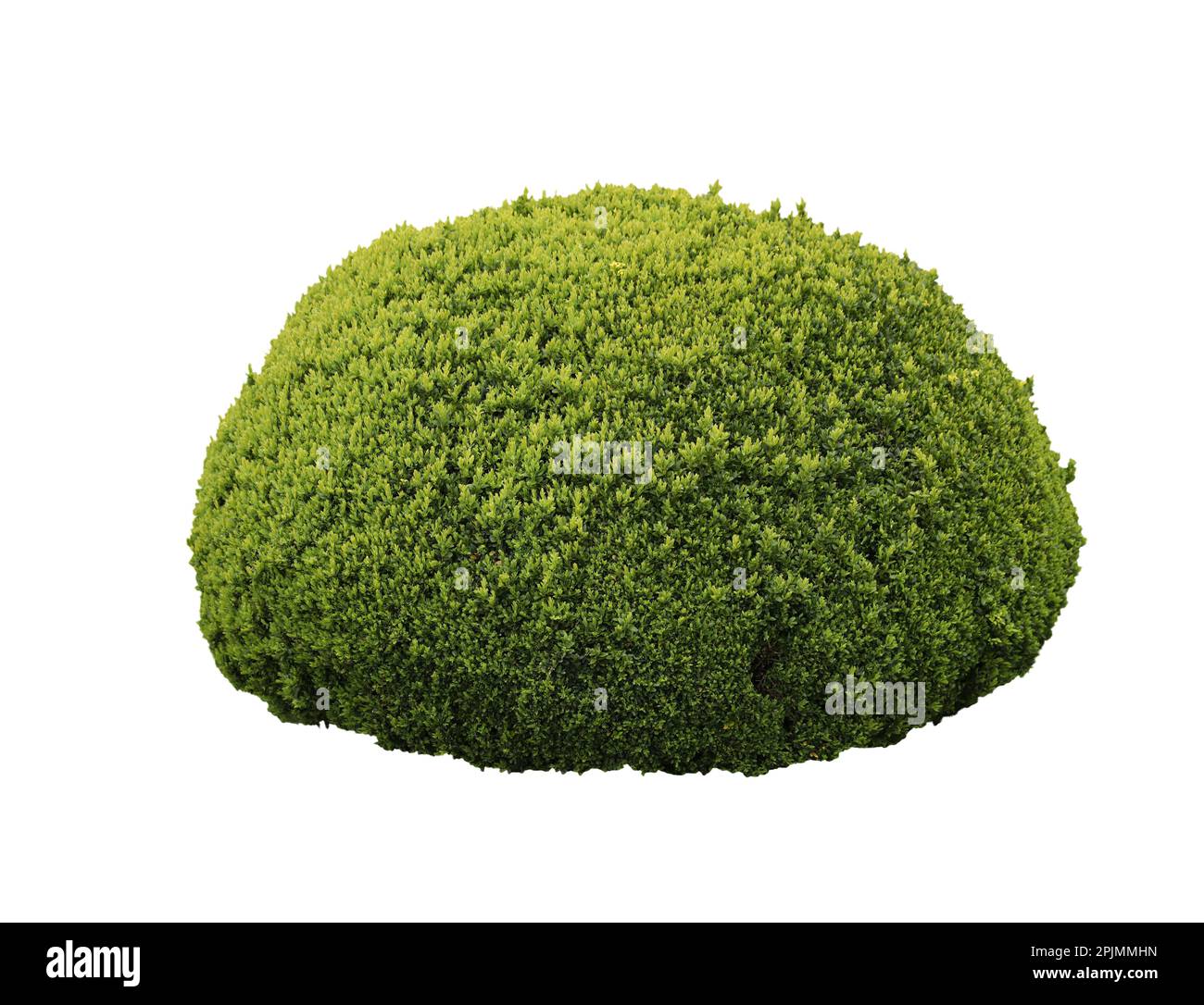 Beautifully trimmed green conifer shrub isolated on white Stock Photo ...