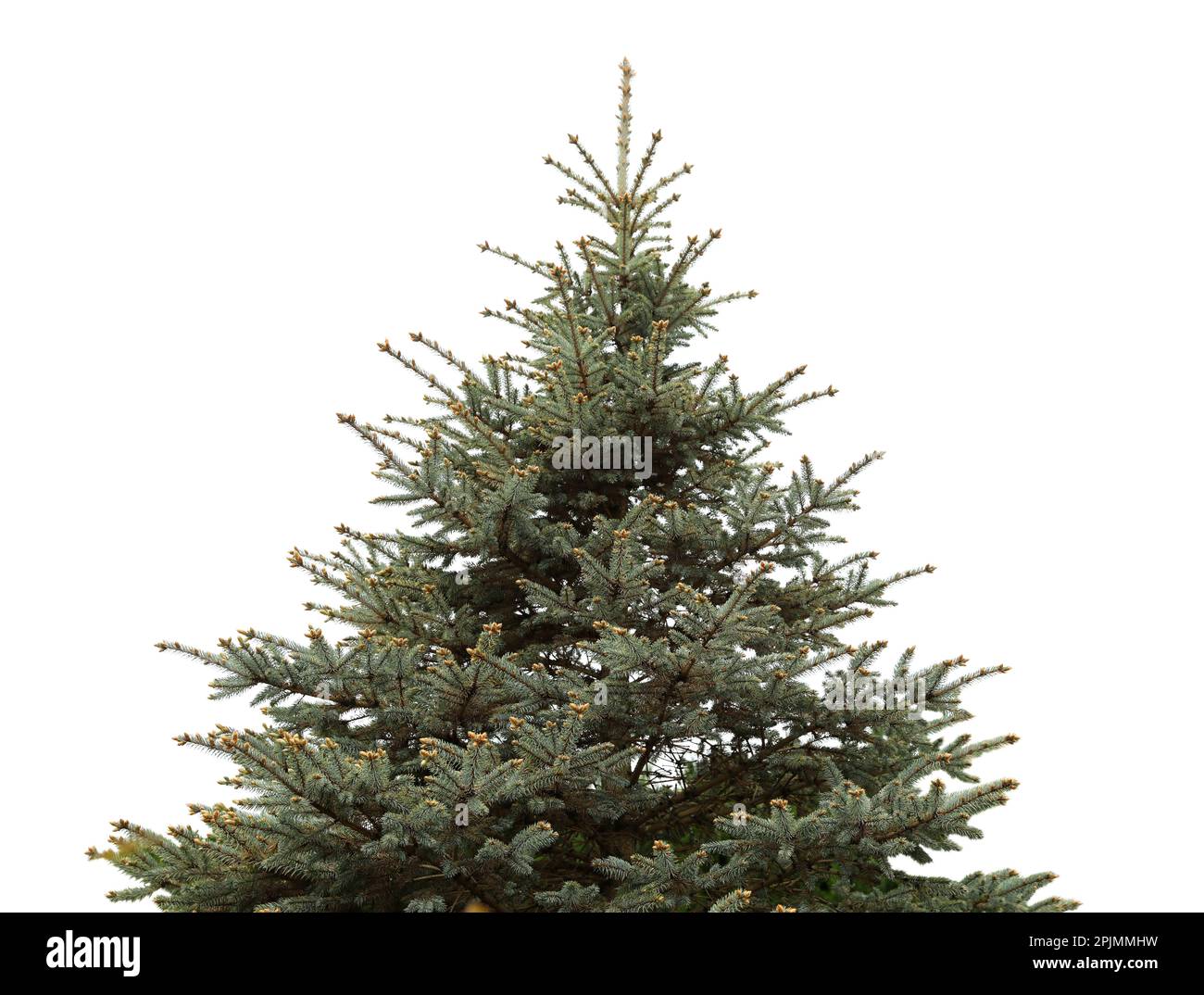 Beautiful conifer tree with small cones isolated on white Stock Photo ...