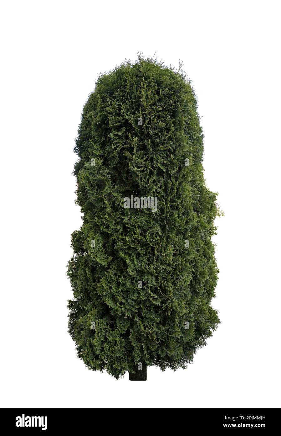 Beautiful green coniferous shrub isolated on white Stock Photo - Alamy