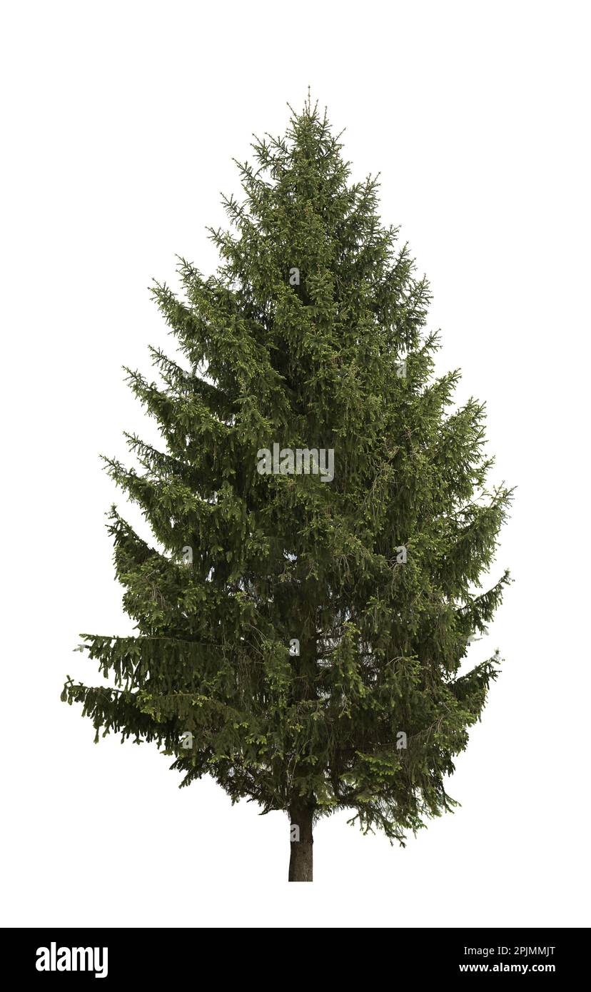 Beautiful evergreen coniferous garden Cut Out Stock Images & Pictures ...