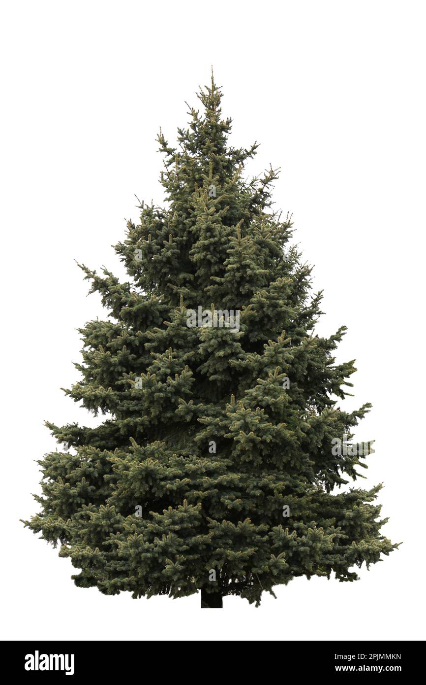 Beautiful high green coniferous tree isolated on white Stock Photo - Alamy