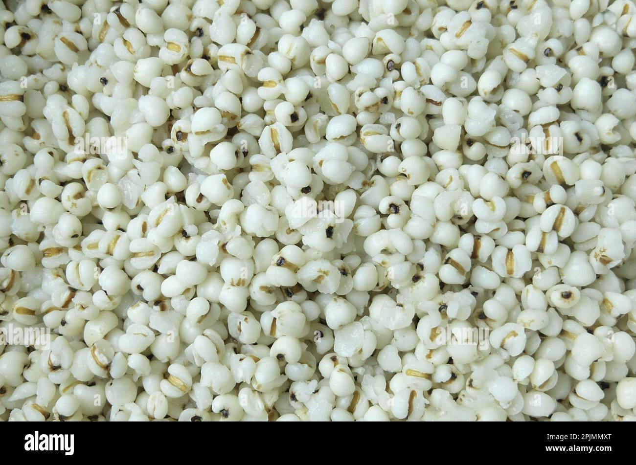 Steamed Job's Tears, Coixseed, Tear Grass, Hato Mugi, Adlay or Adlai ...