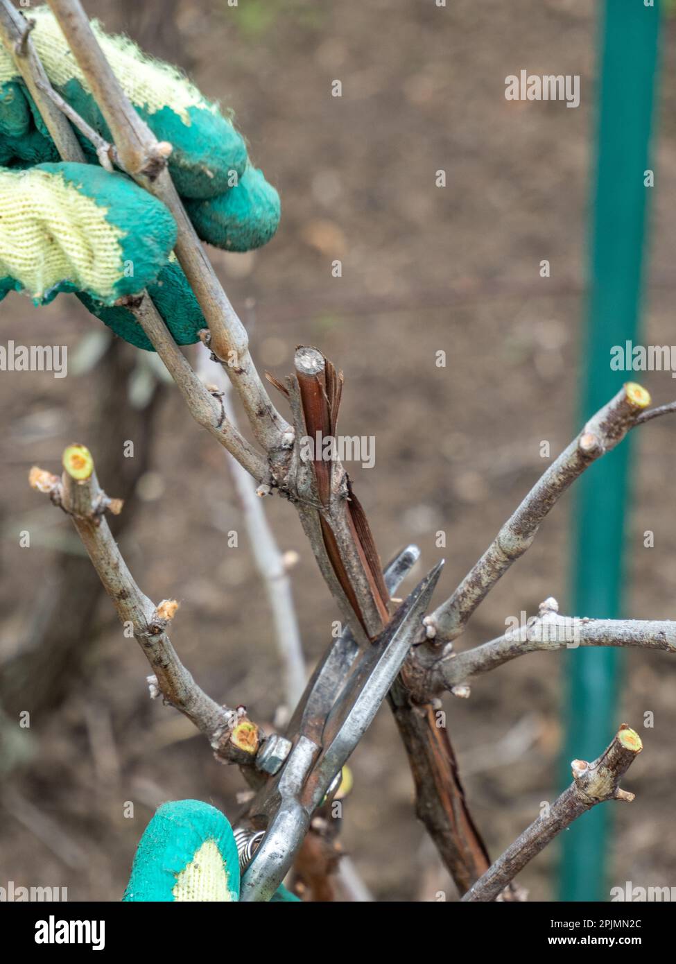 close-up of a winegrower hand pruning vineyard with professional steel ...