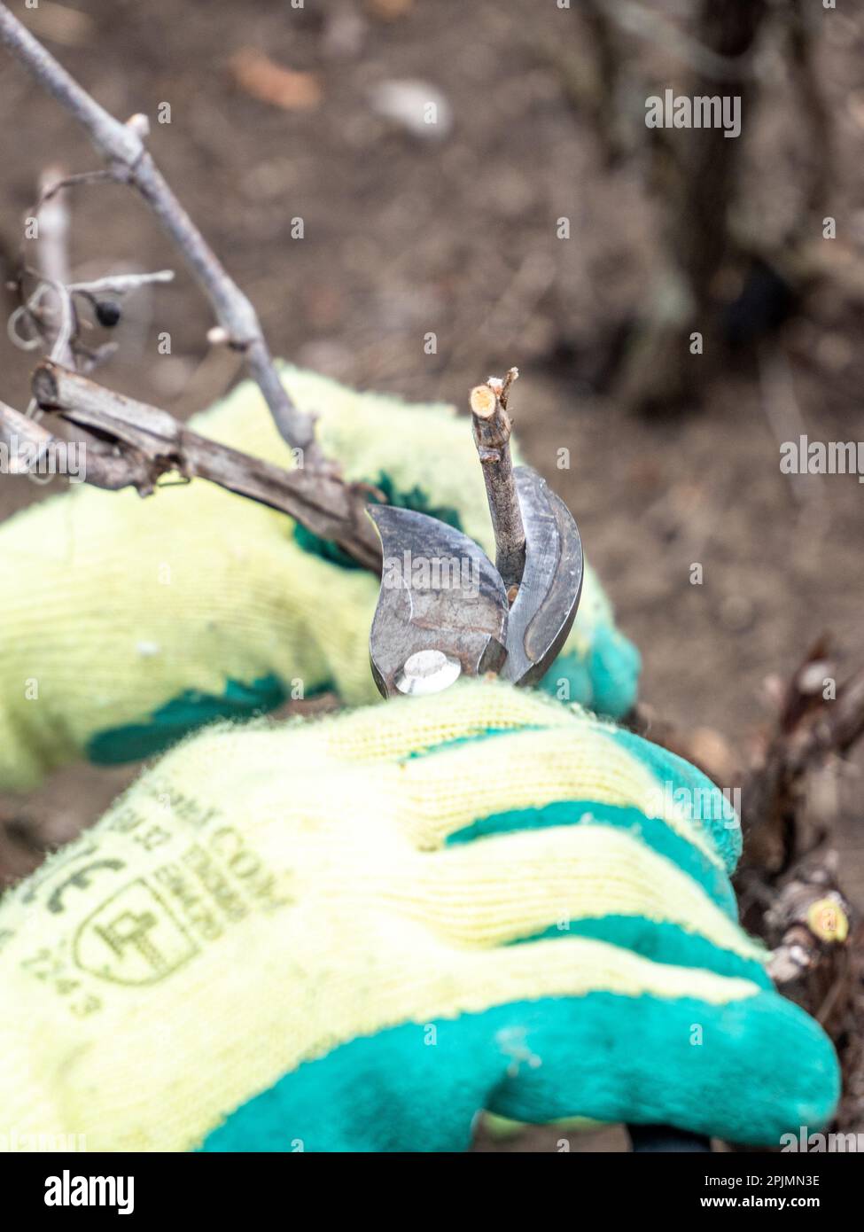 close-up of a winegrower hand pruning vineyard with professional steel ...
