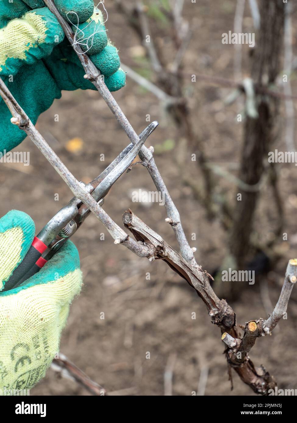 close-up of a winegrower hand pruning vineyard with professional steel ...