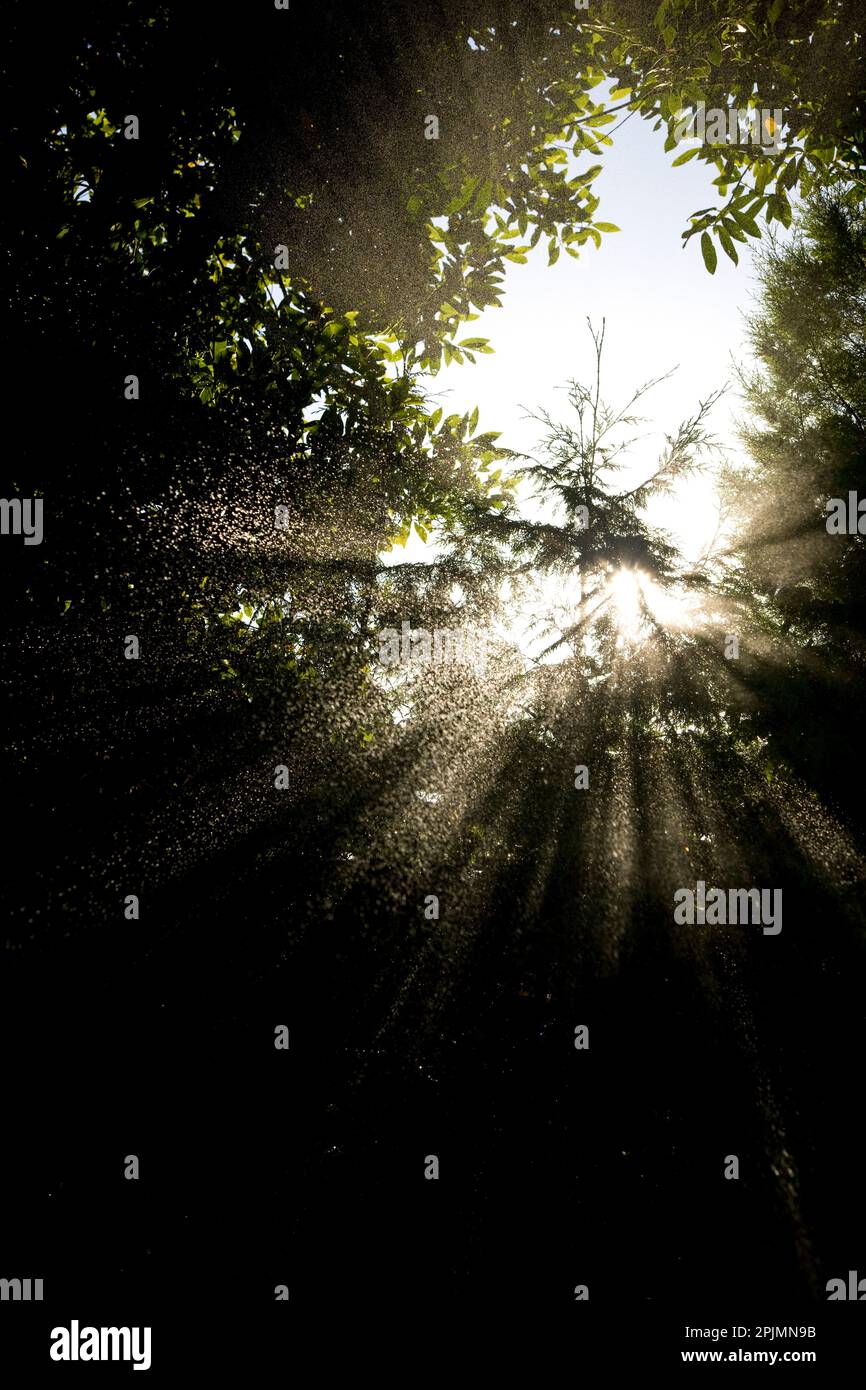 Sun rays and rain spraying over trees - low angle Stock Photo - Alamy