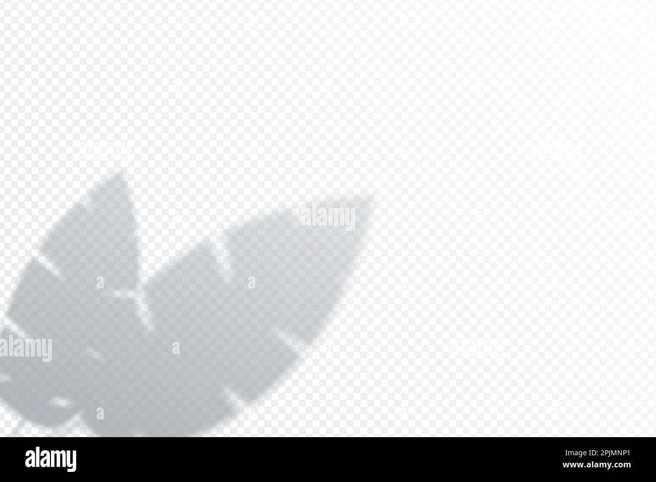 Shadow effects with banana palm leaves in the corner. Flat lay ...