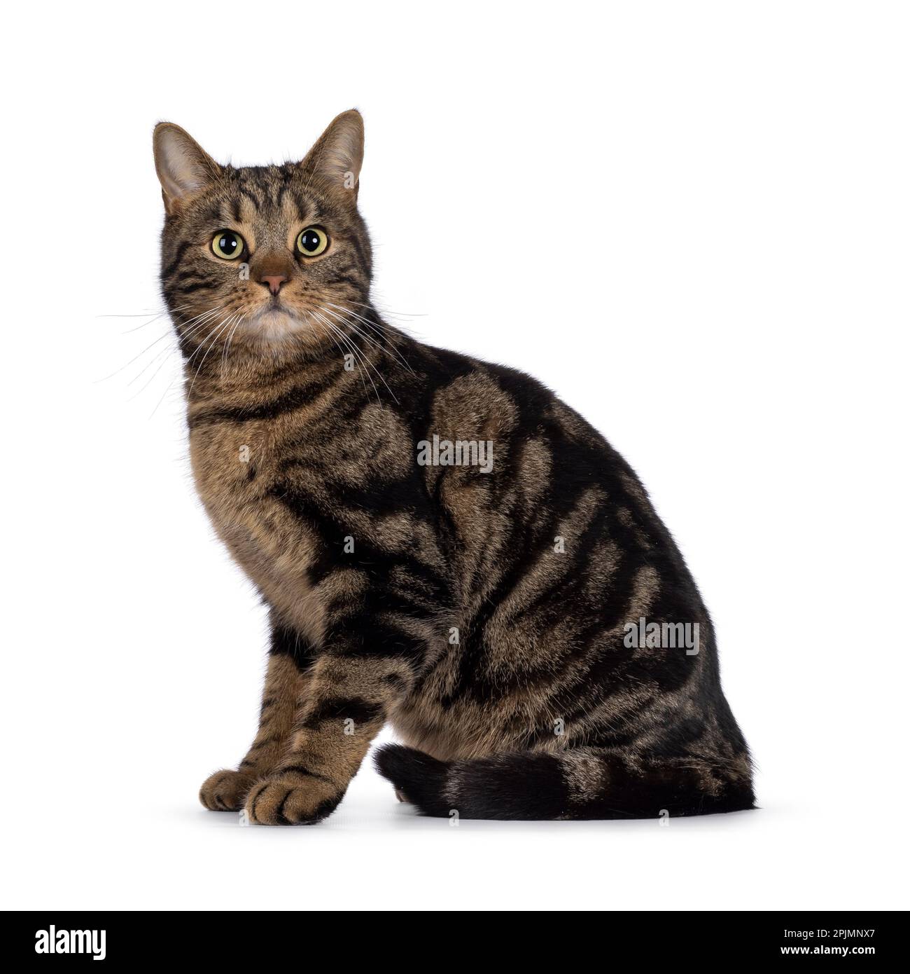 Handsome pedigreed European Shorthair cat, sitting up side ways ...