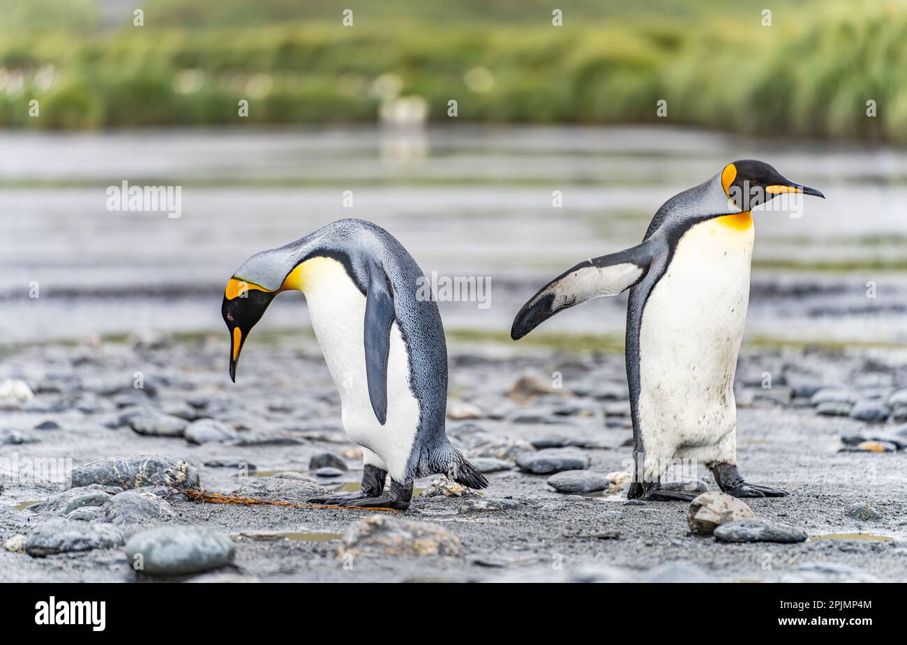 King Penguin - (APTENODYTES PATAGONICUS) colony in Salisbury Plain a ...