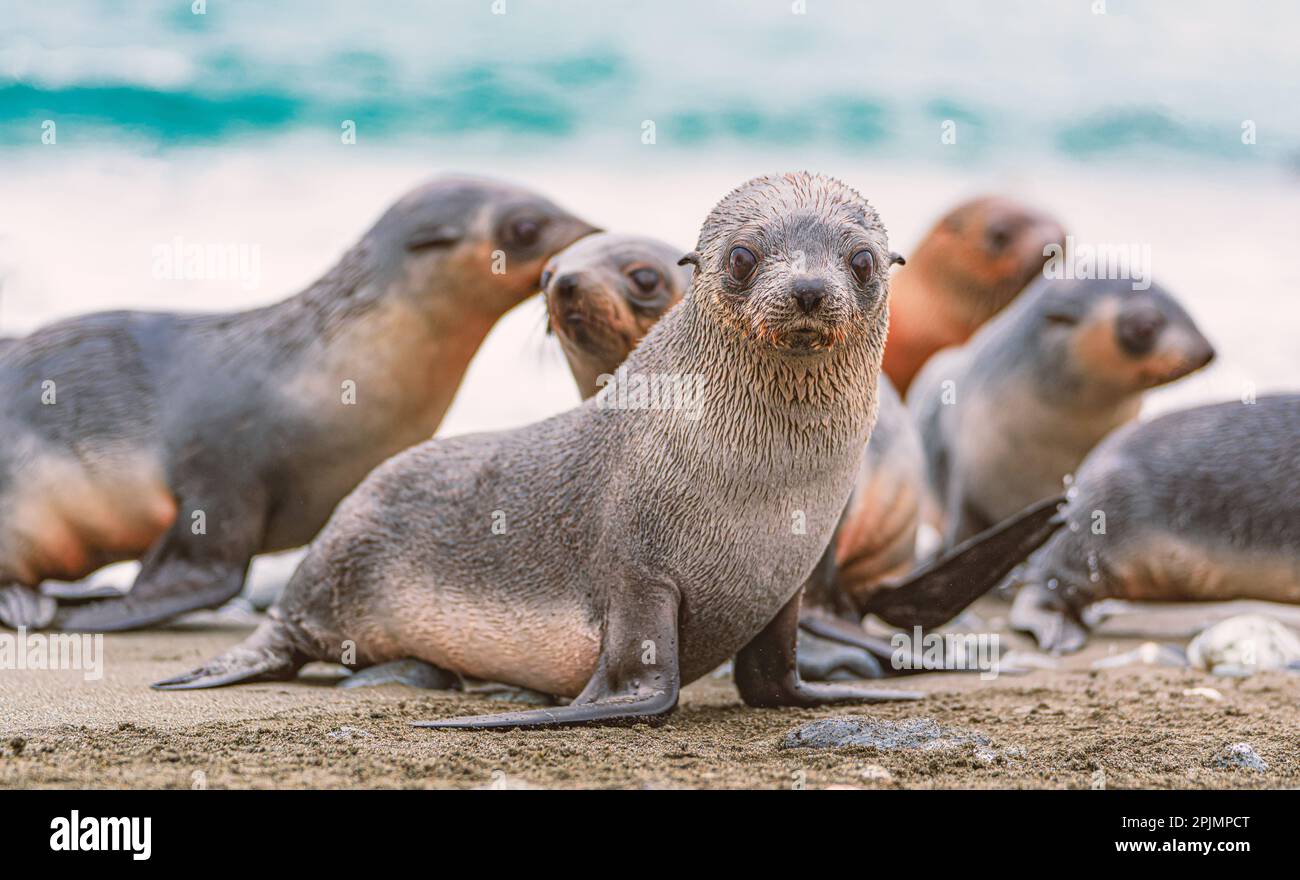 a group of young Antarctic fur seals , Antarctic fur seal ...