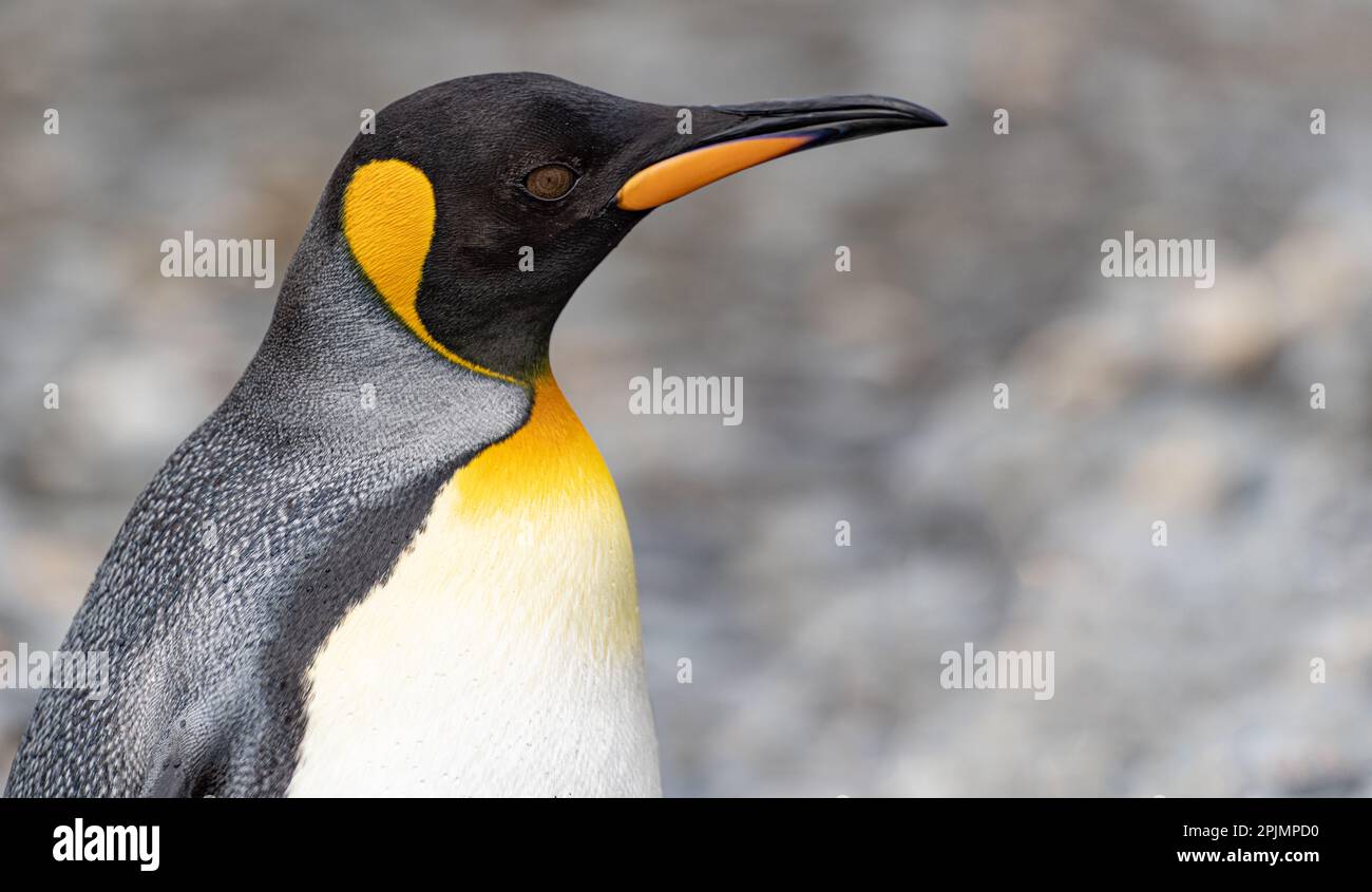 Lateral close-up of the head of a pretty king penguin, cropped against ...