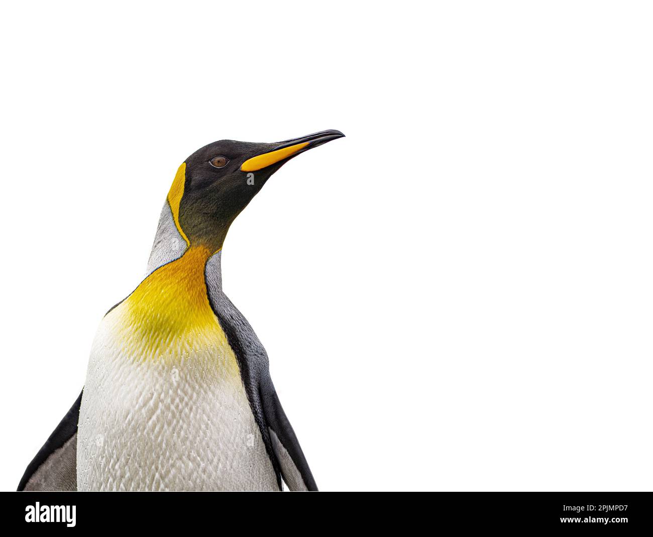 Lateral close-up of the head of a pretty king penguin, cropped against ...