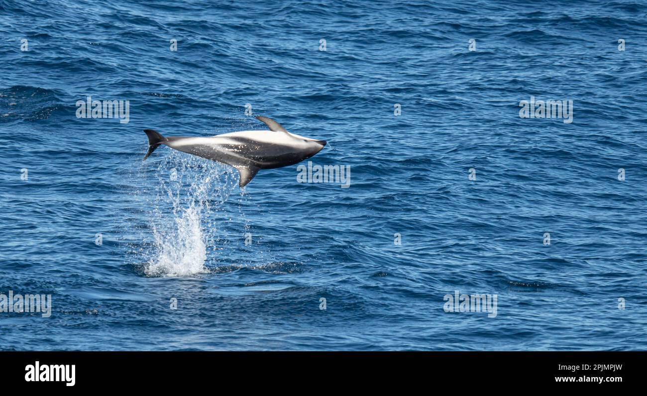 Dusky dolphin fish hi-res stock photography and images - Alamy