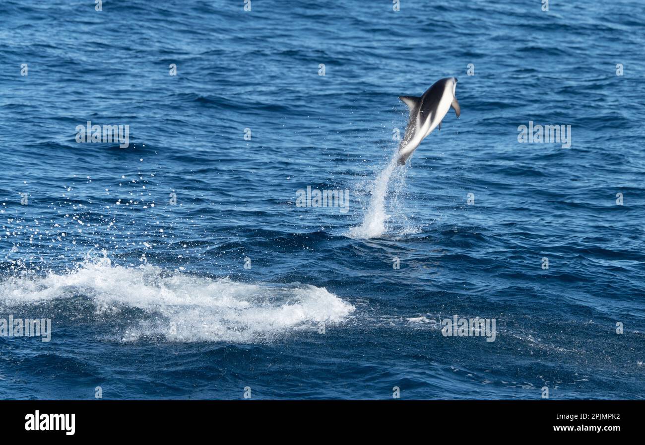 Playful, jumping black dolphin (Lagernohynchus obscurus) in the open ...