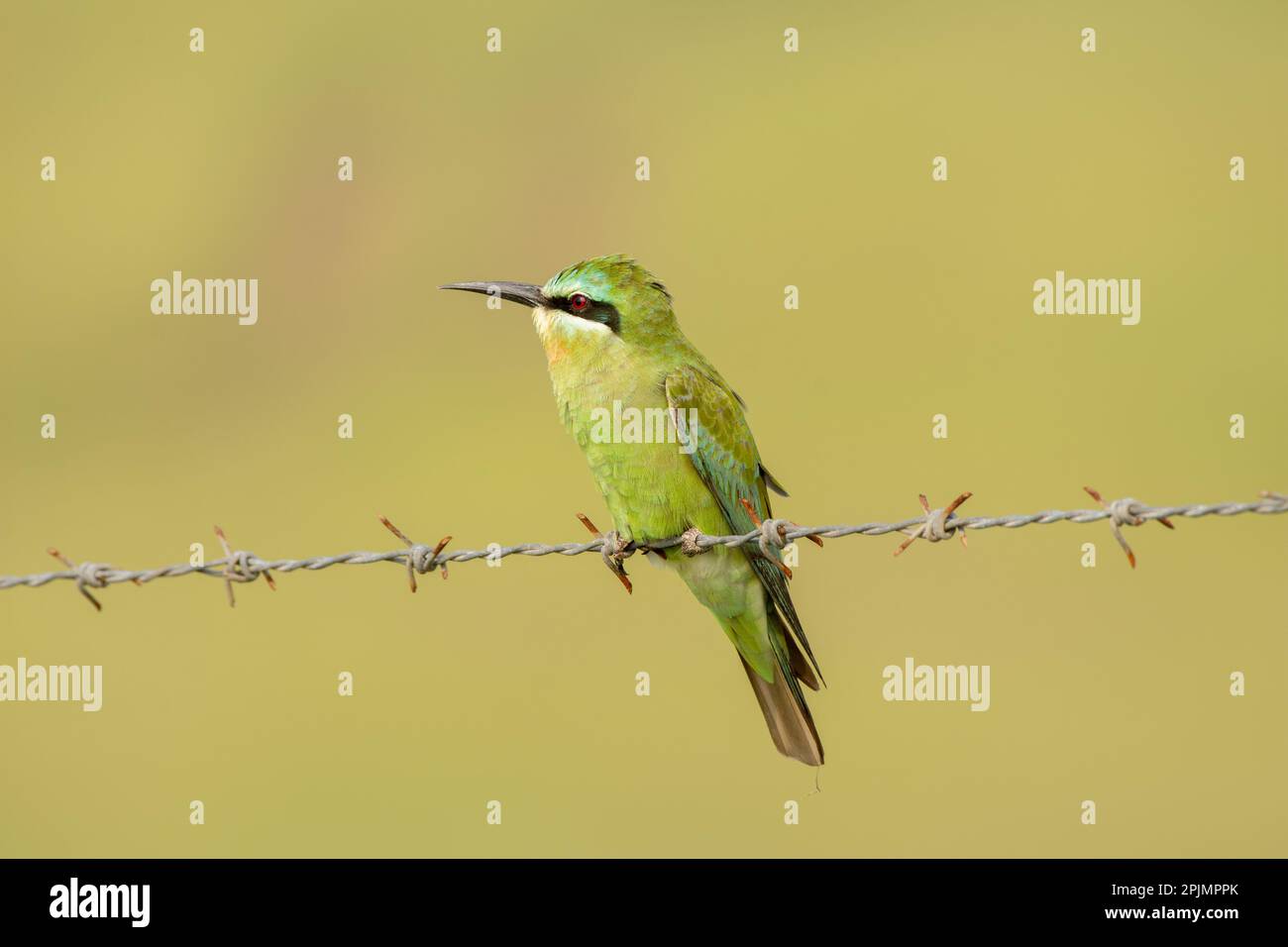 Asian green bee-eater, Merops orientalis, satara maharashtra india ...
