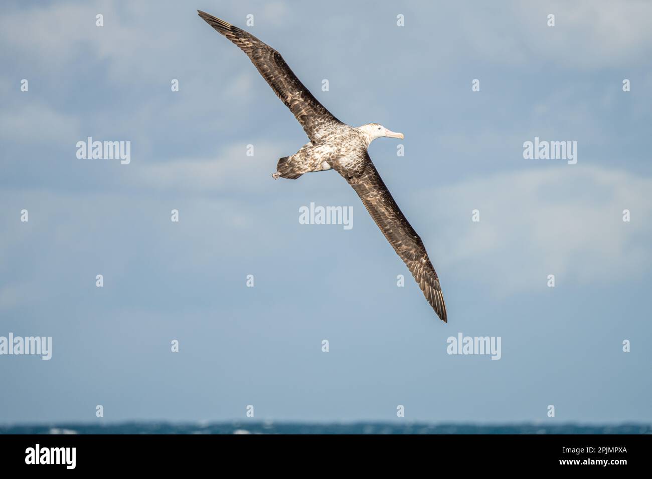 Albatross Wingspan Comparison