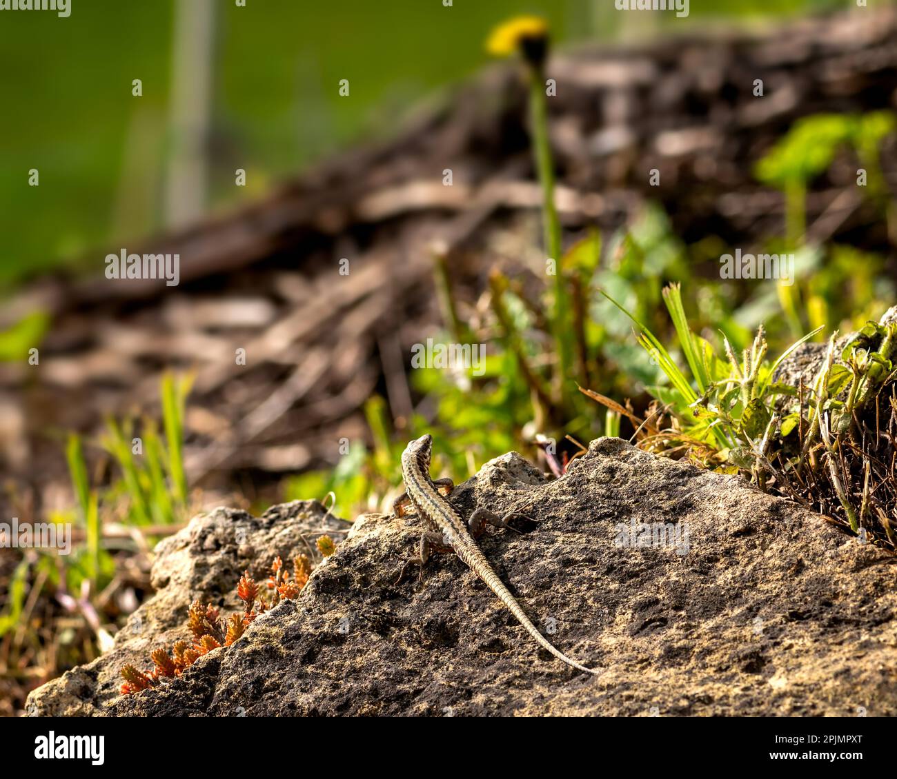 Gecko lizard sitting on a stone, brown European lizard Stock Photo - Alamy