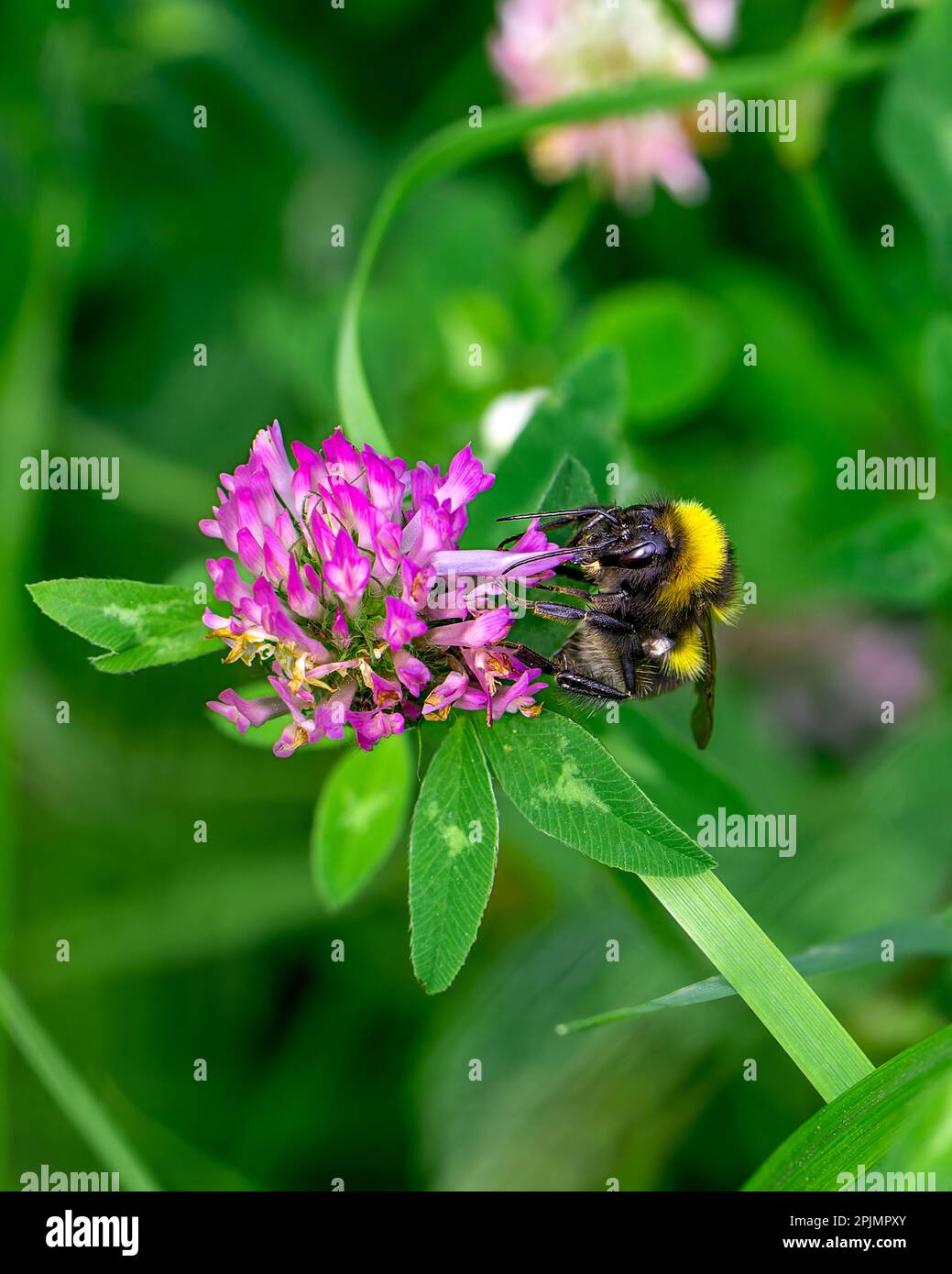 Image of a bee collecting nectar hi-res stock photography and images ...