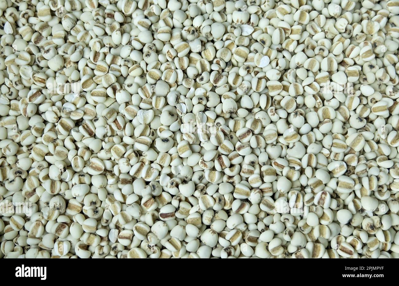 Vegetable and Herb, Close Up of Job's Tears, Coixseed, Tear Grass, Hato ...