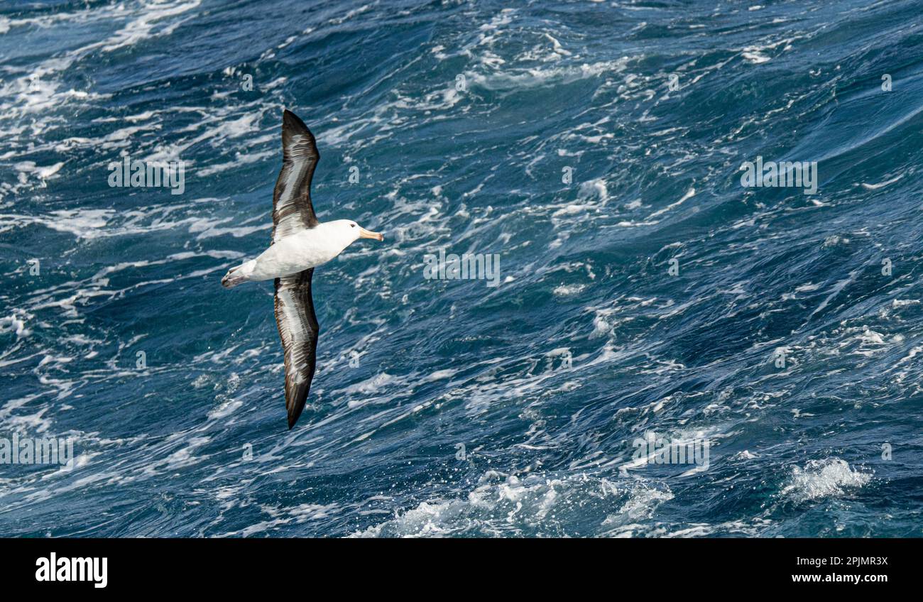 Wandering Albatross Diomedea Exulans The Bird With The Largest Wingspan In The World Soars