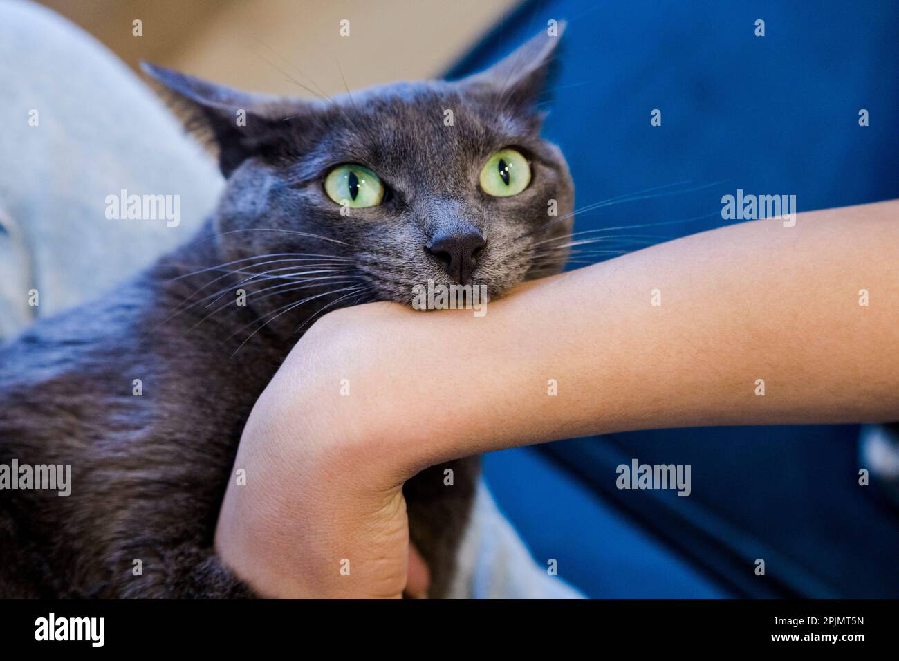 Grey cat biting a woman's arm. Playing with cat, healthy and strong ...