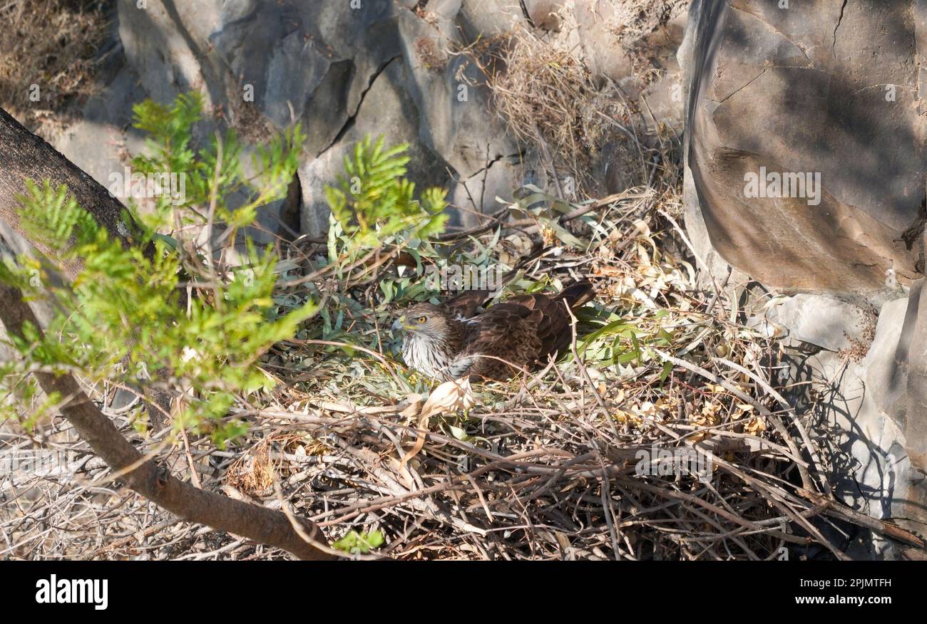 Bonelli's eagle (Aquila fasciata) In their nest, satara maharashtra ...