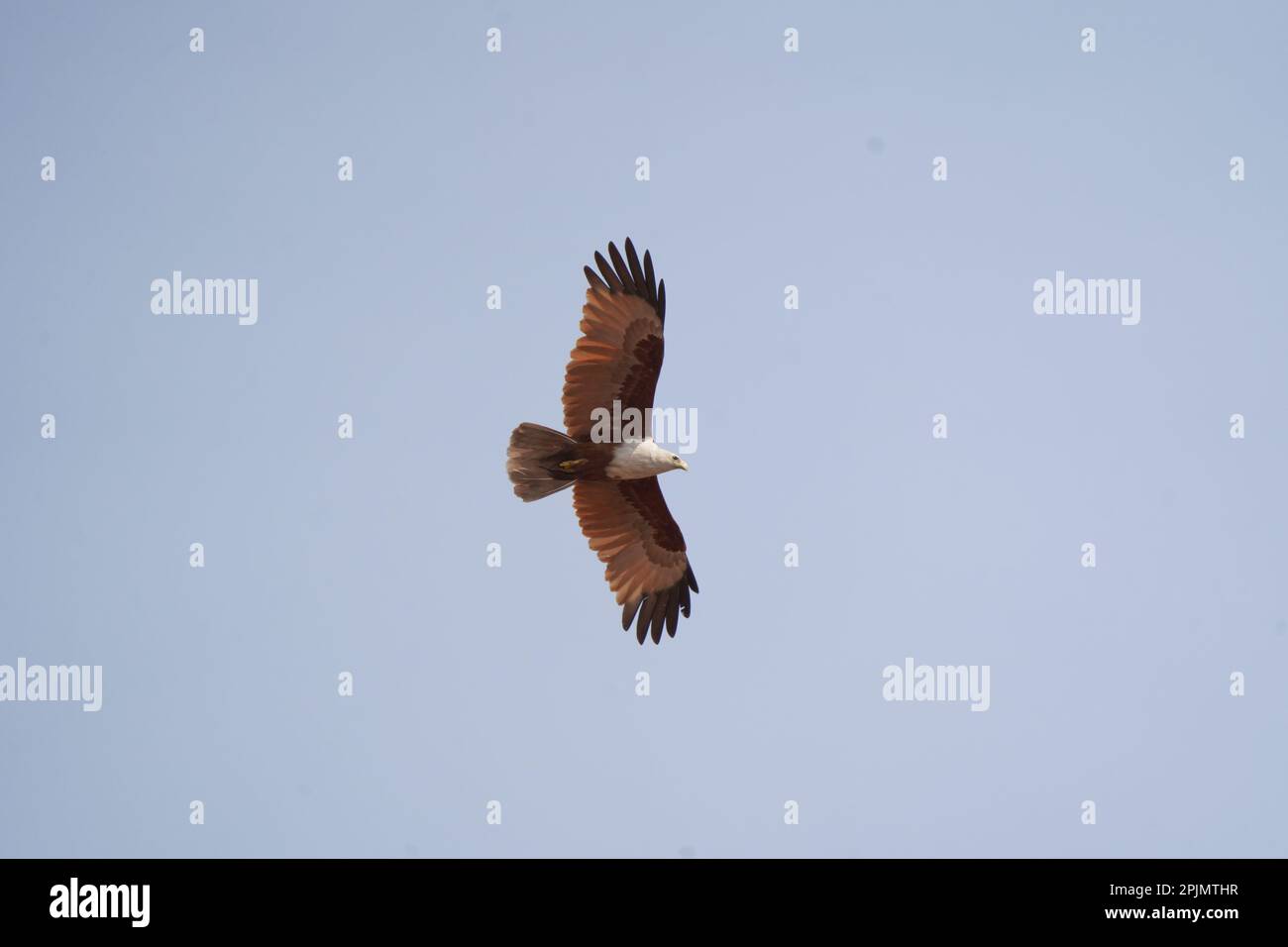 The indus worm hi-res stock photography and images - Alamy