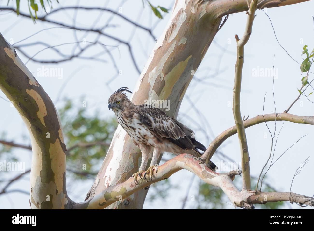 crested hawk-eagle (Nisaetus cirrhatus), satara maharashtra india (2 ...