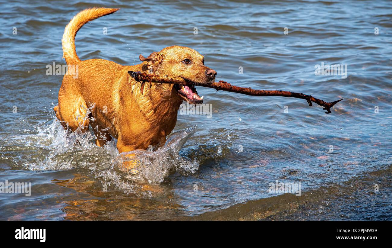 Dog fetching long stick and running through water, summer scene Stock ...
