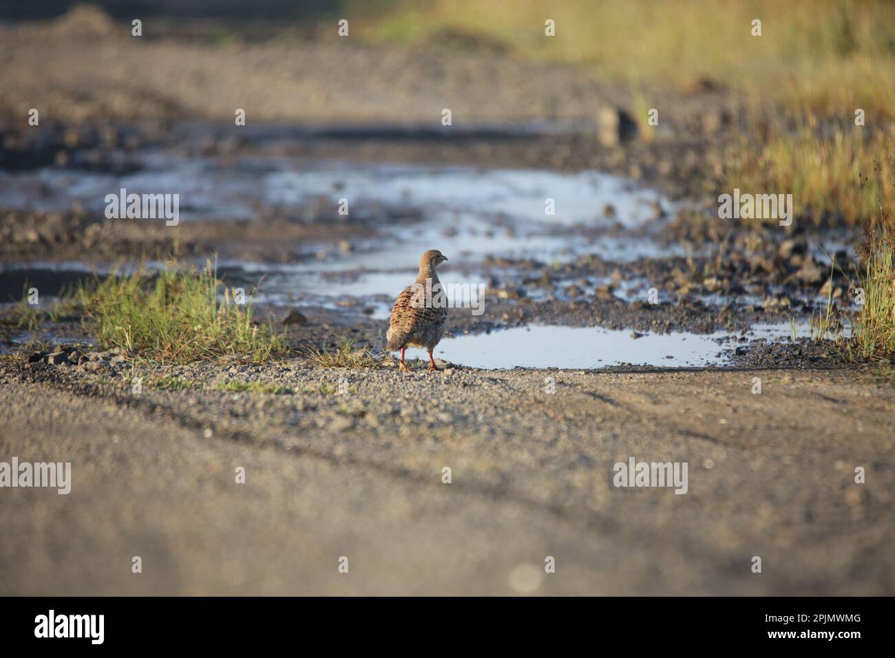 Grey francilin hi-res stock photography and images - Alamy