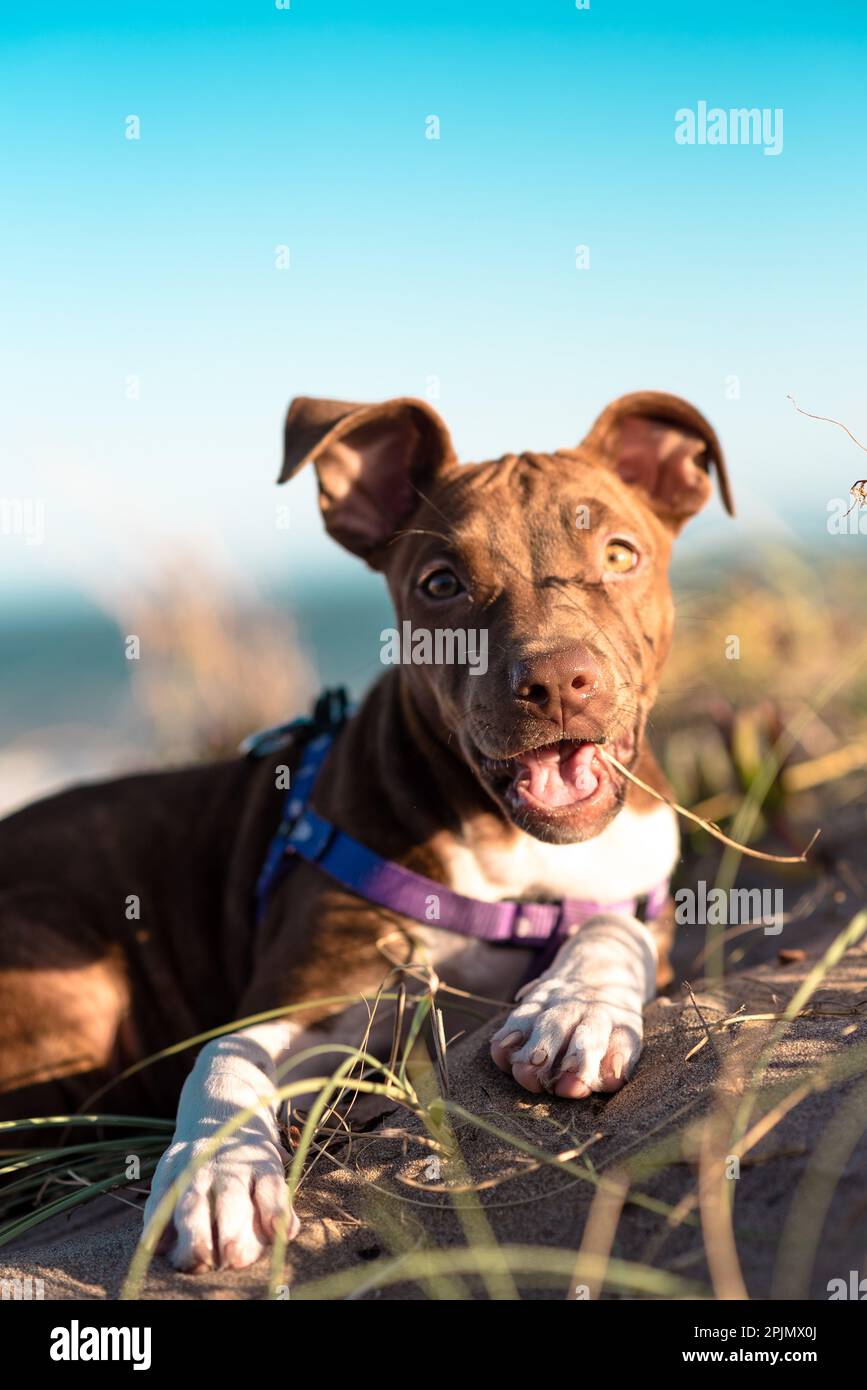 dog portraits happy Stock Photo - Alamy