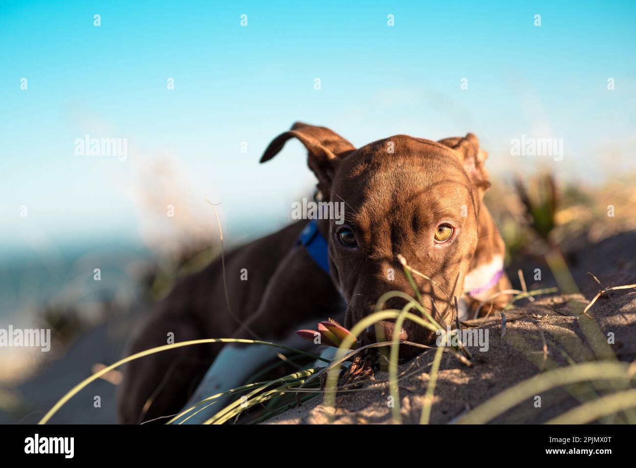 dog portraits happy Stock Photo - Alamy