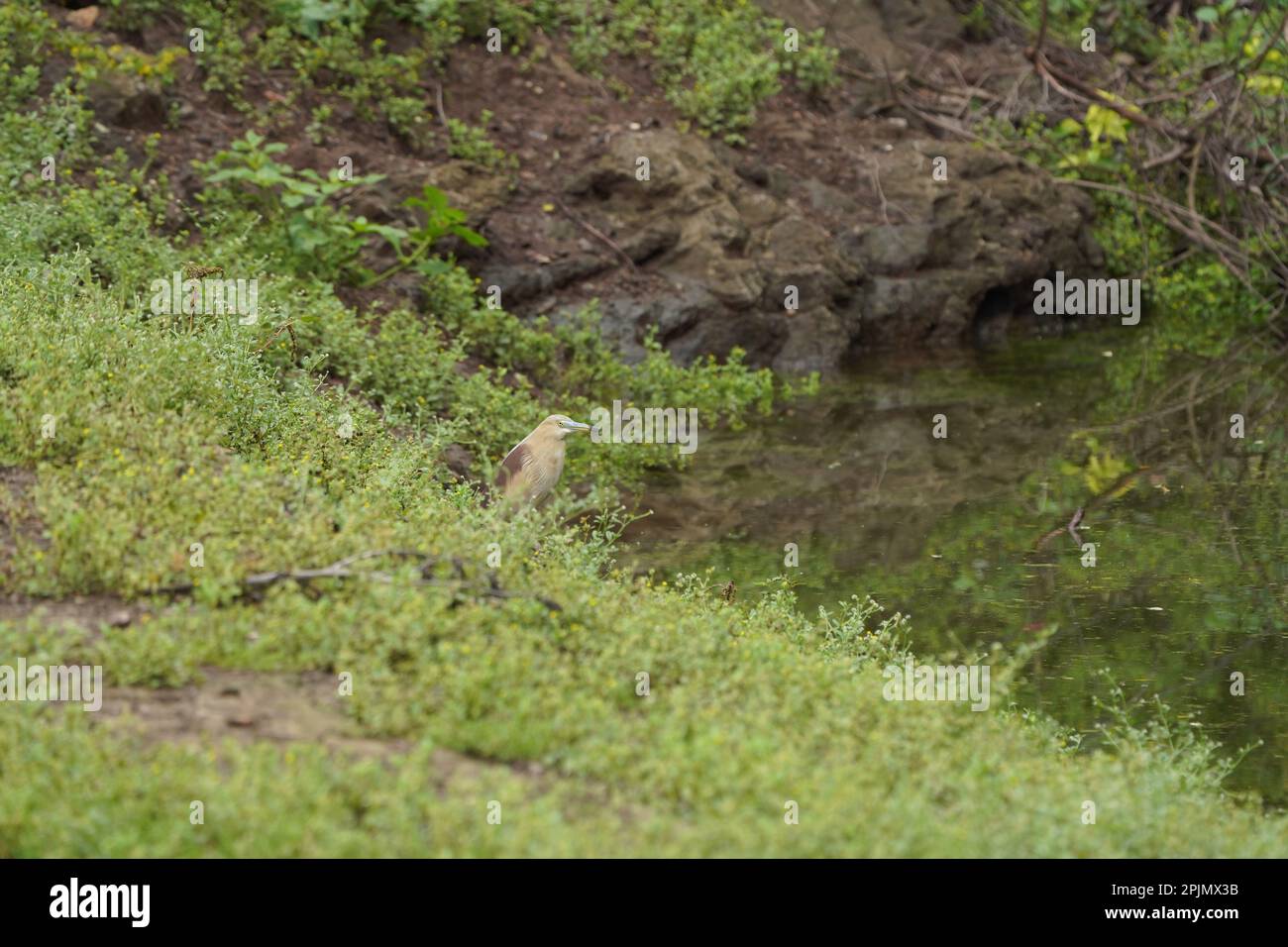 Birds of maha hi-res stock photography and images - Alamy