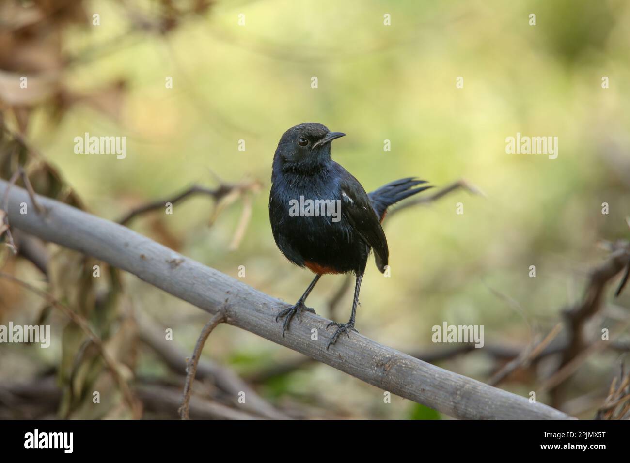 Indian australian culture hi-res stock photography and images - Alamy