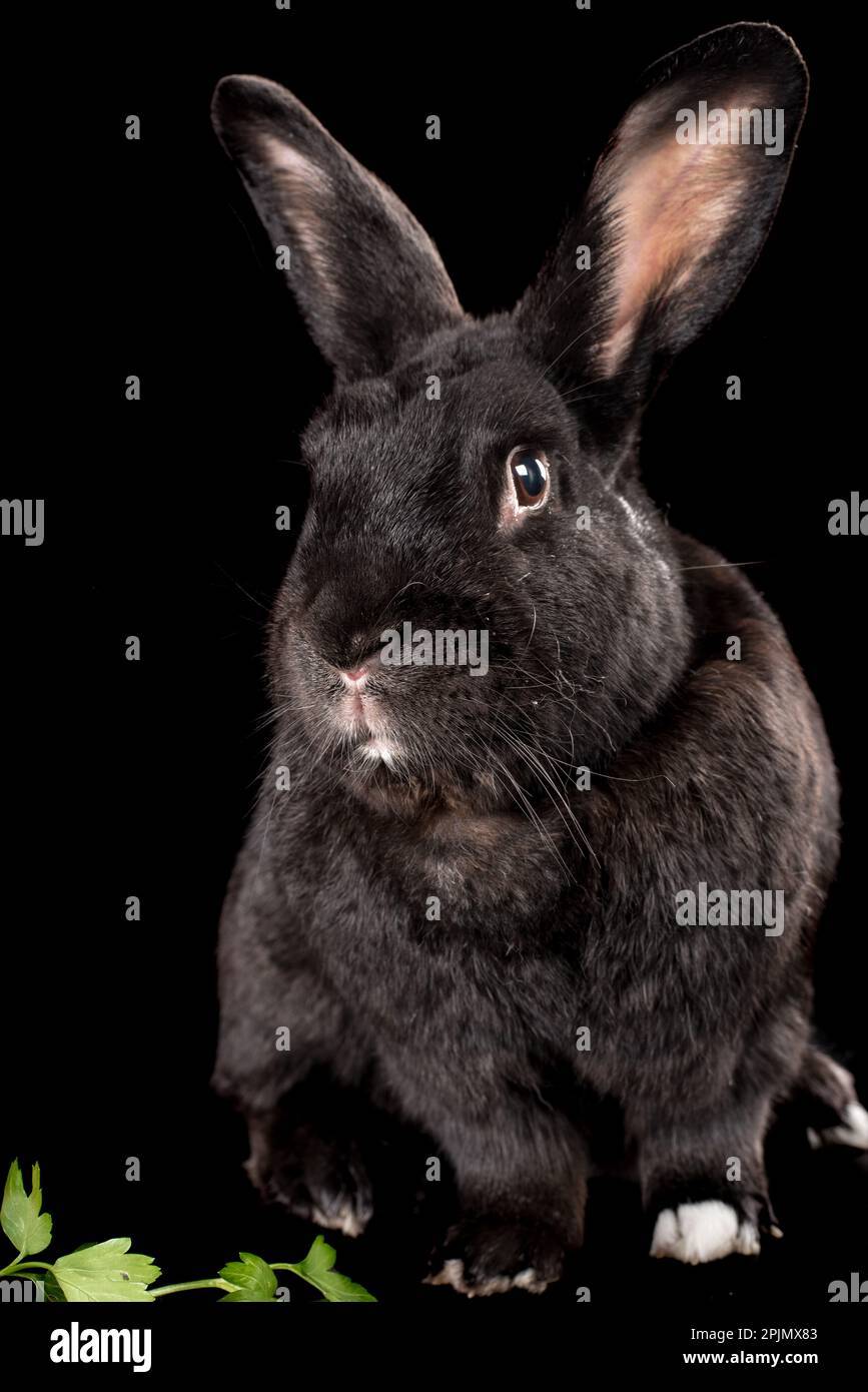 Estudio ph hi-res stock photography and images - Alamy