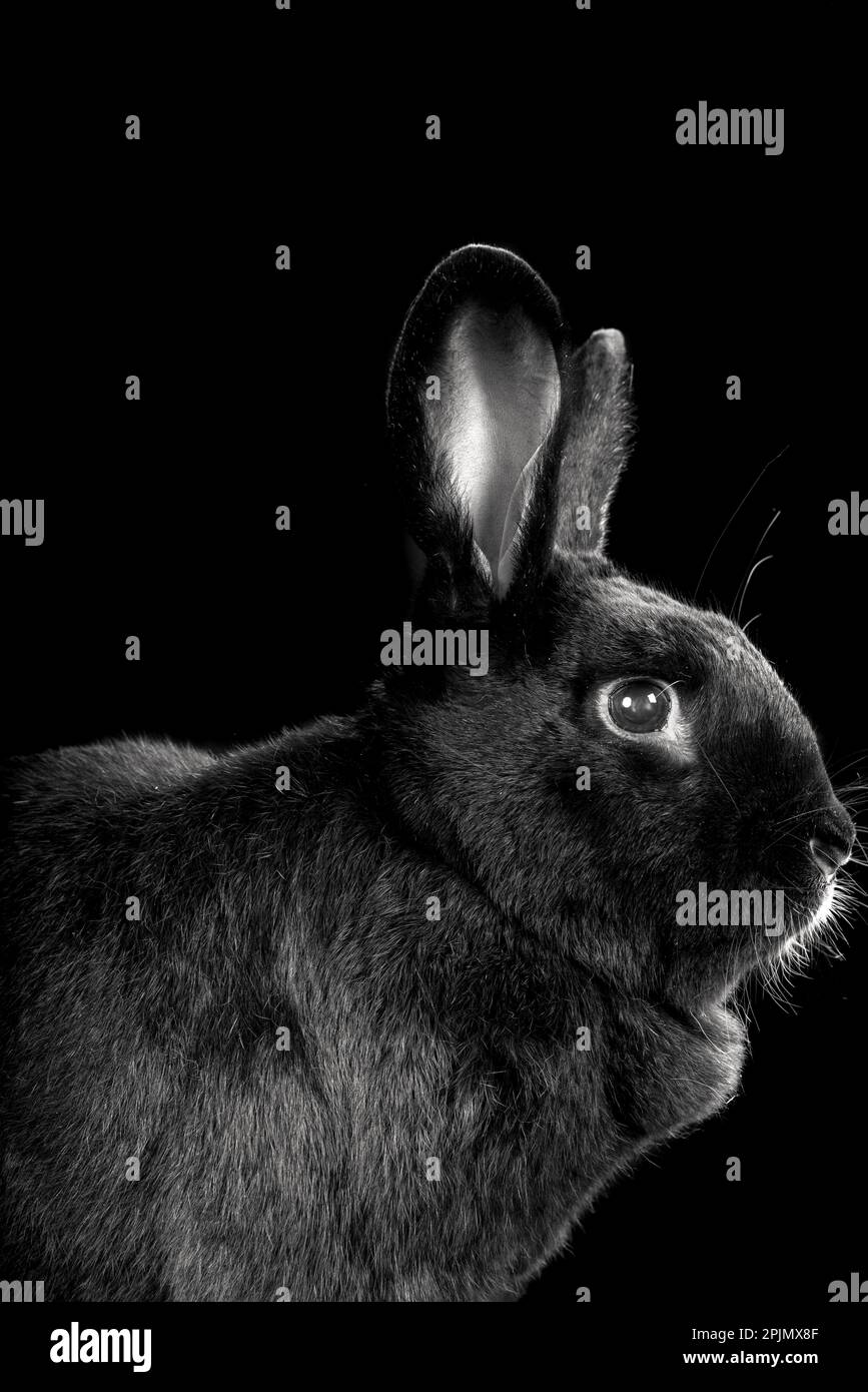 Estudio ph hi-res stock photography and images - Alamy