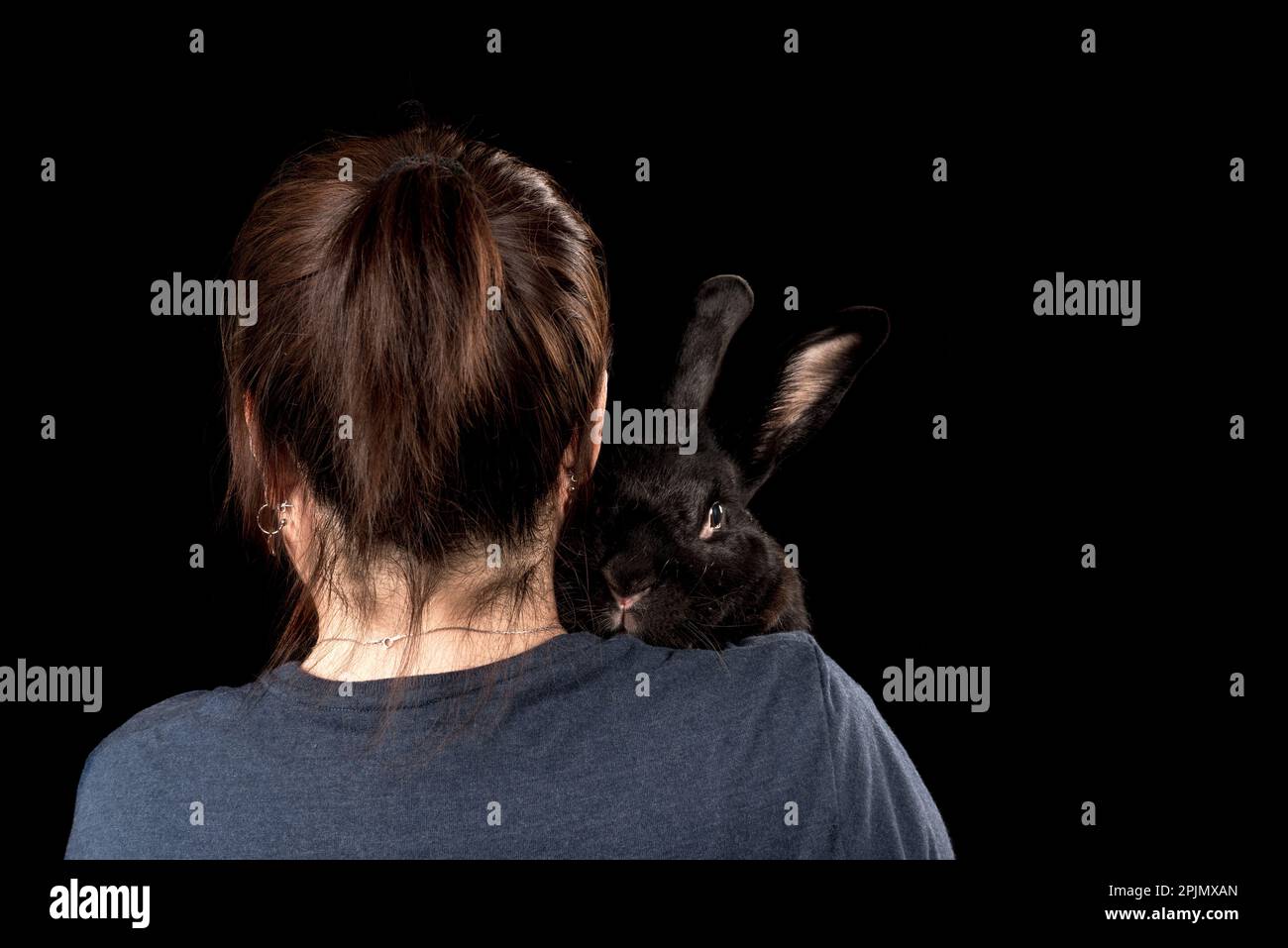 rabbit portrait studio Stock Photo - Alamy