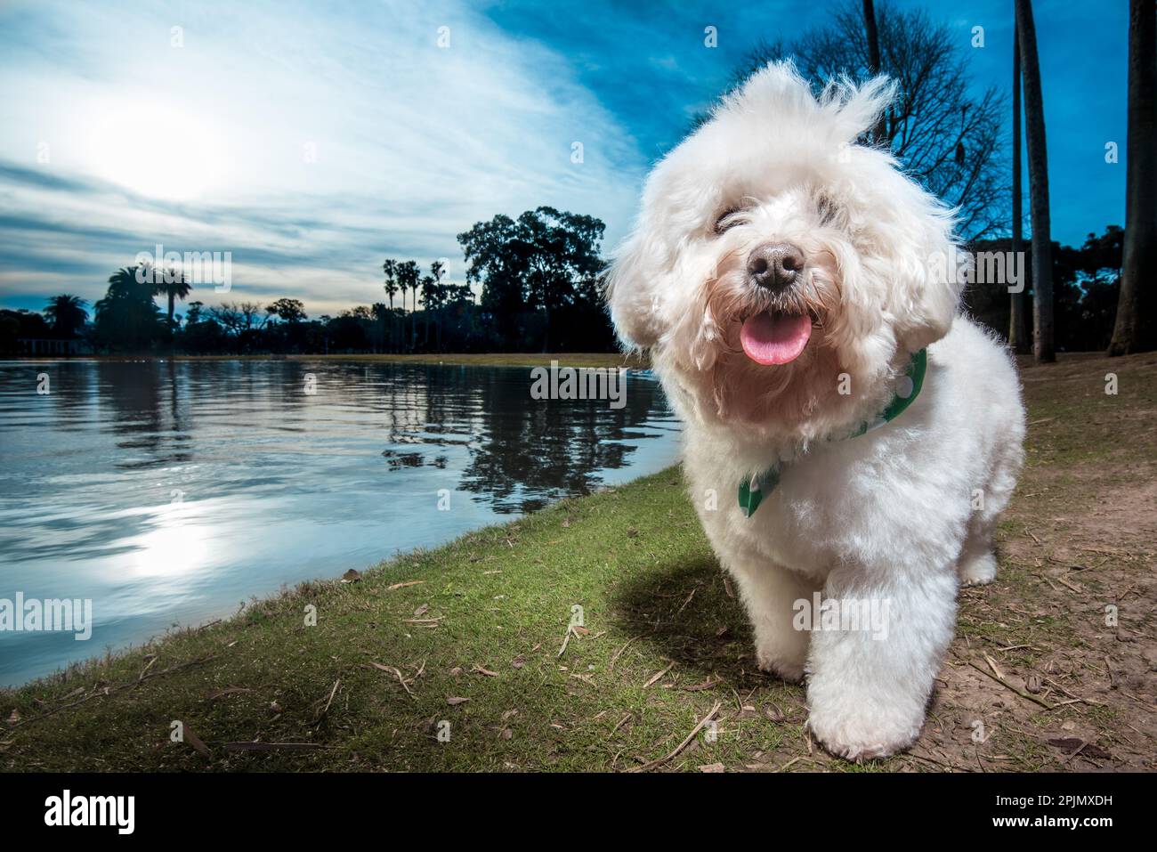 dog portraits happy Stock Photo - Alamy