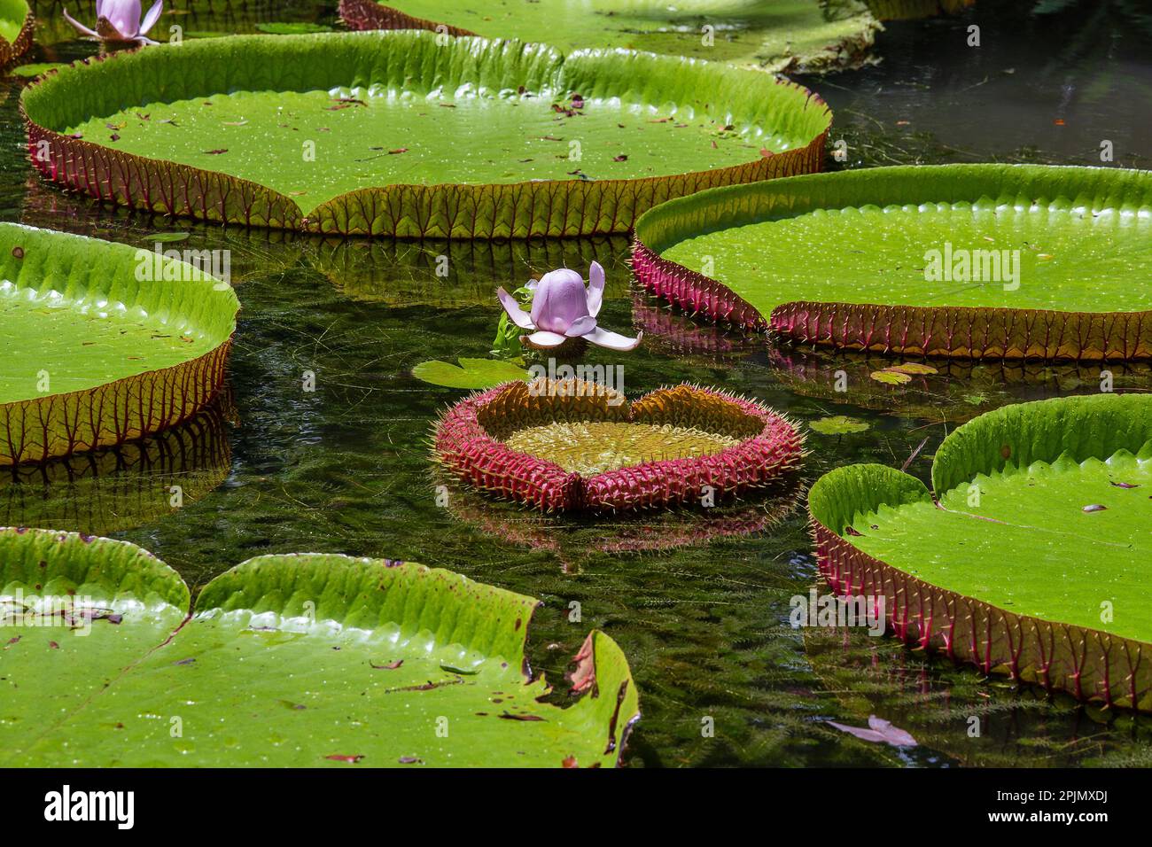 Giant water lily in botanical garden on Island Mauritius . Victoria ...